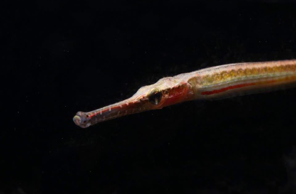 水族縱橫AquaJourney: 短尾海龍 Microphis brachyurus brachyurus
