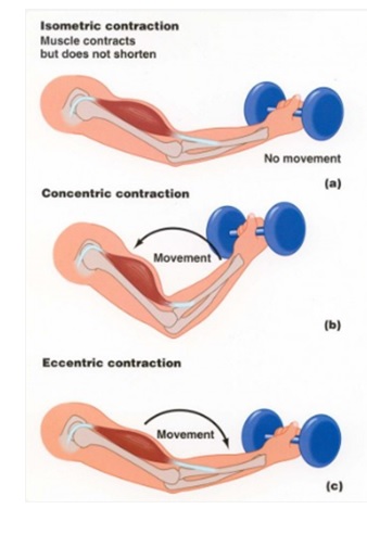 Anatomy & Physiology: muscular system: November 2016
