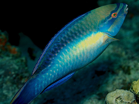 Info-Junction Blog: Rainbow Parrot Fish