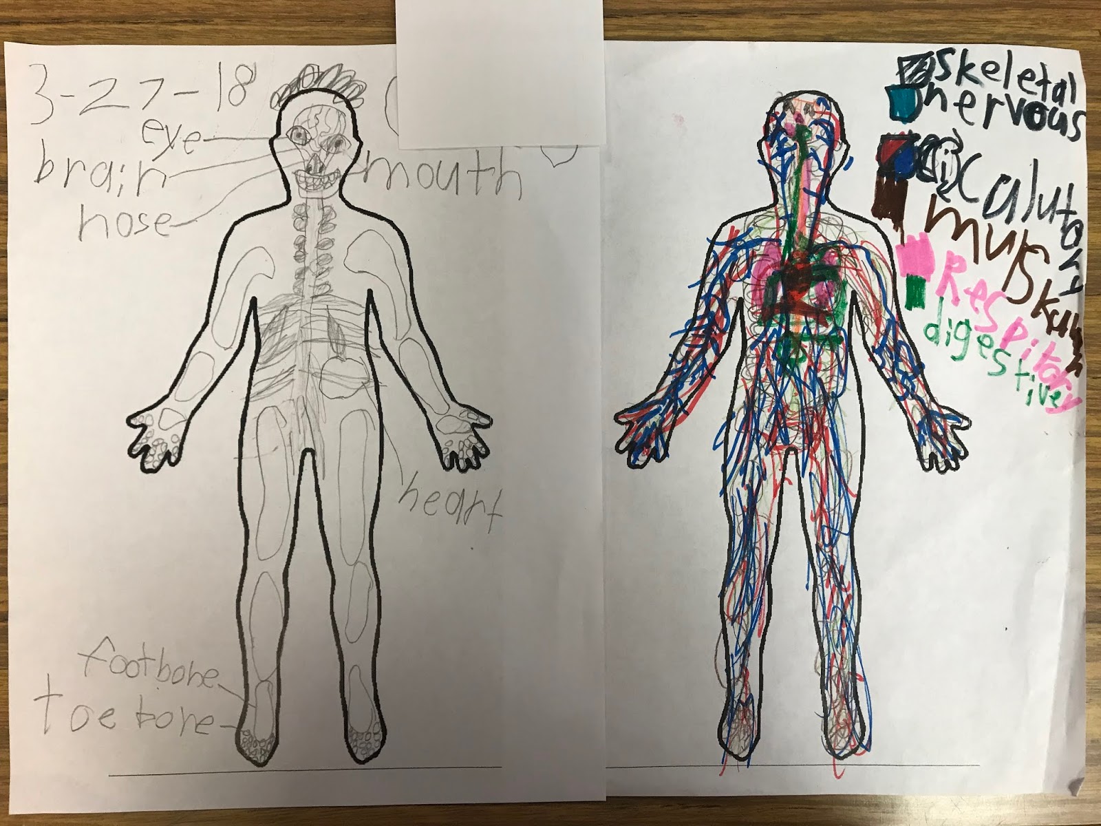 Seabury Navigators: Before and After Diagrams of the Human Body