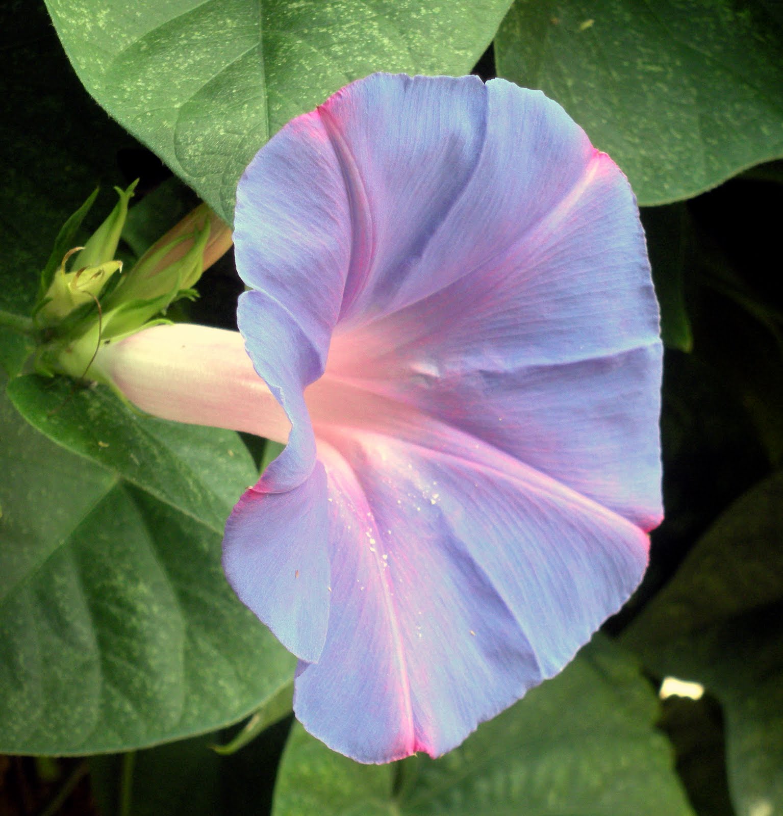 September Birth Flower Morning Glory