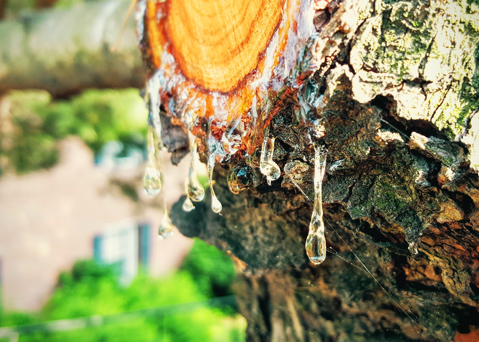 Ben's Journal: Oozing Nature's Duct Tape