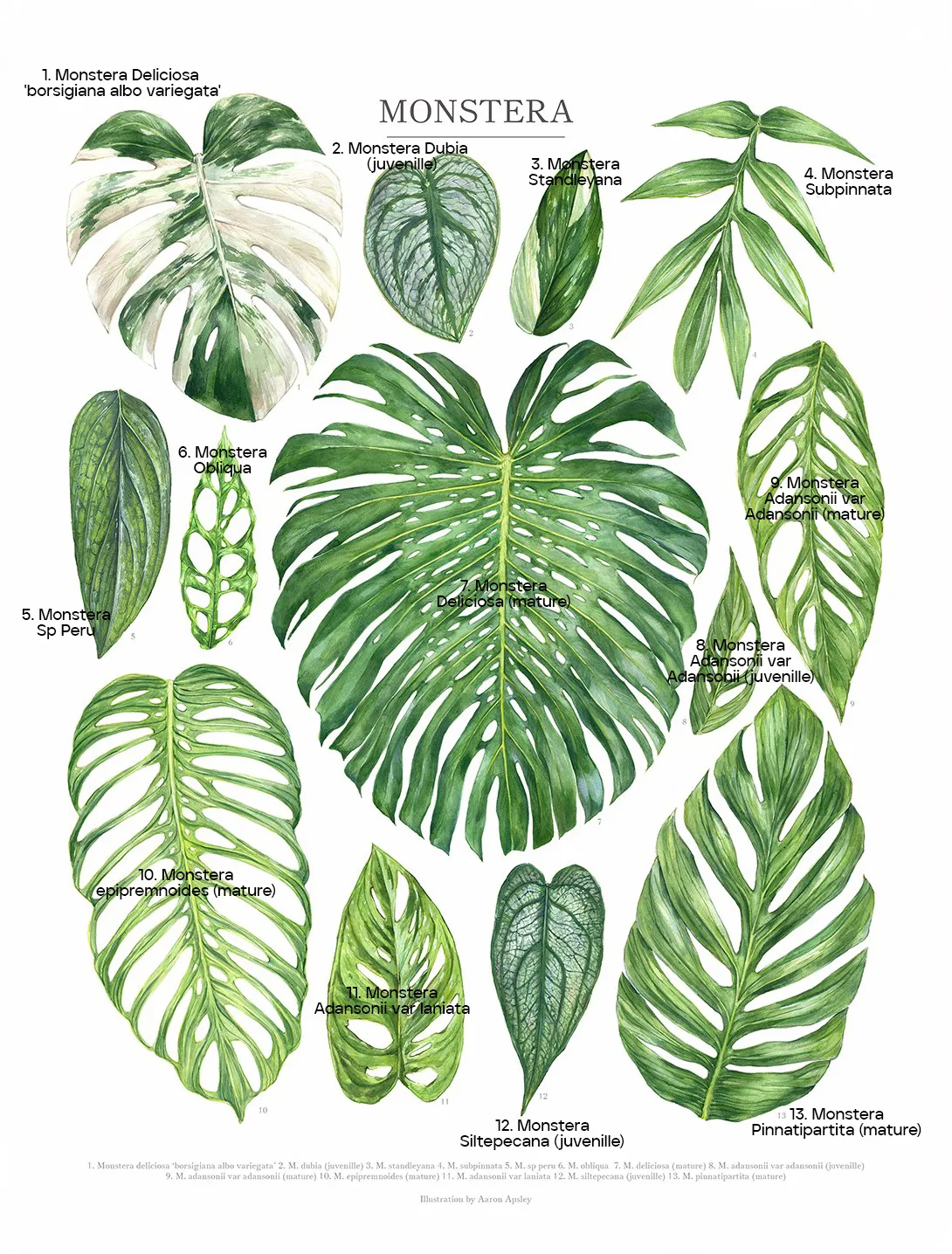 Jenis-Jenis Pokok Monstera. Lagi Koyak Lagi Mahal. Betul Ke? | Blog ...