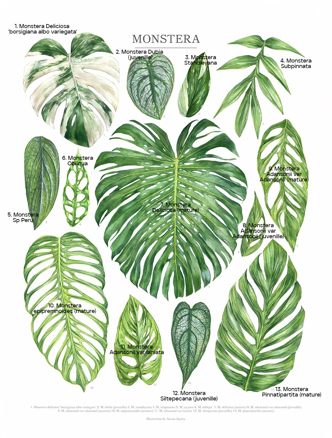 Jenis-Jenis Pokok Monstera. Lagi Koyak Lagi Mahal. Betul Ke? | Blog ...