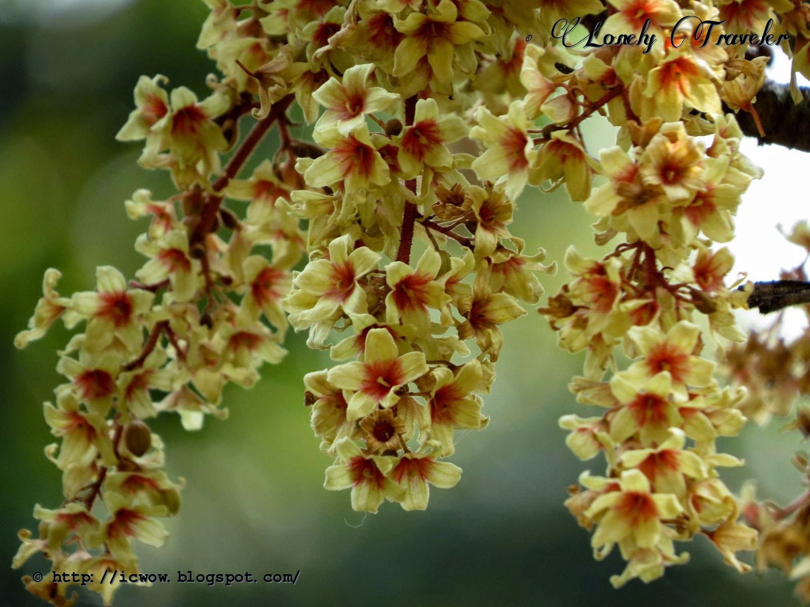 Udal ful (উদাল ফুল) - Sterculia villosa