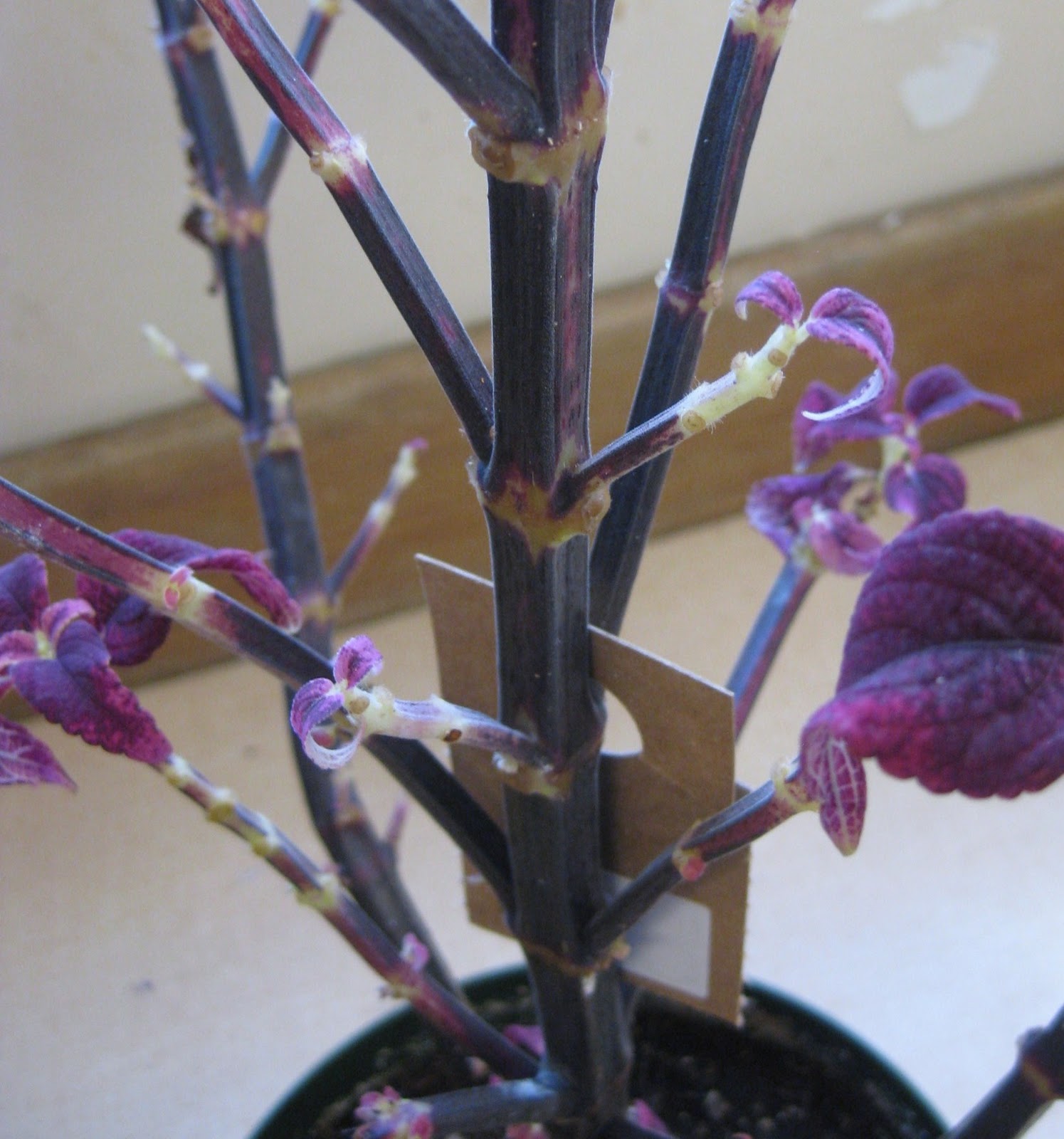 UBC Biology 210 Blog: Lab 4 - Stems: Structure and Function