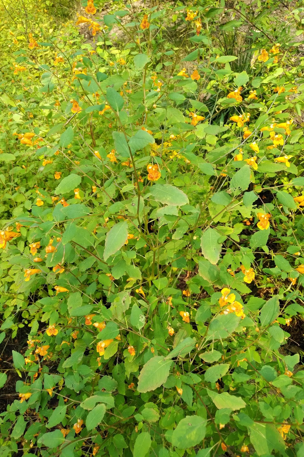 Wandering in Canada: Impatiens capensis pollination (Bonus: even bees ...