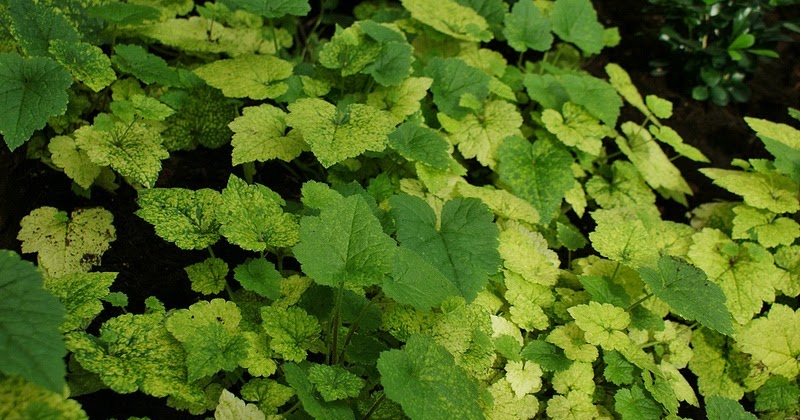 Tolmiea menziesii ~ PLANTUKIS