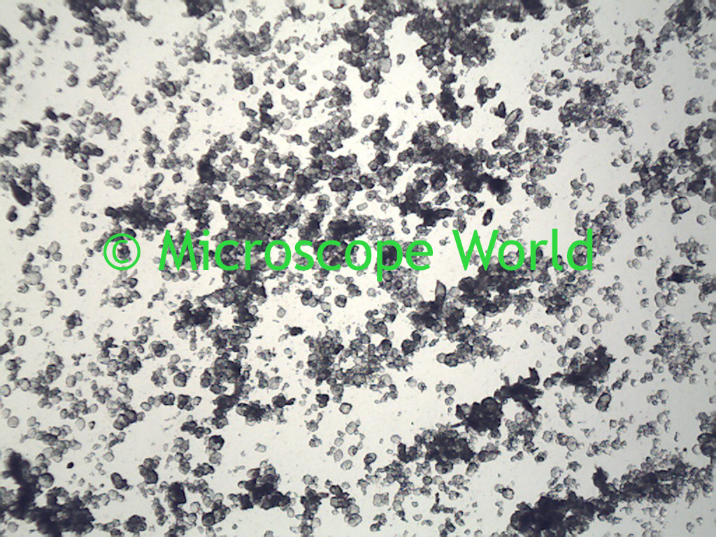 Microscope World Blog: Gypsum under the Microscope