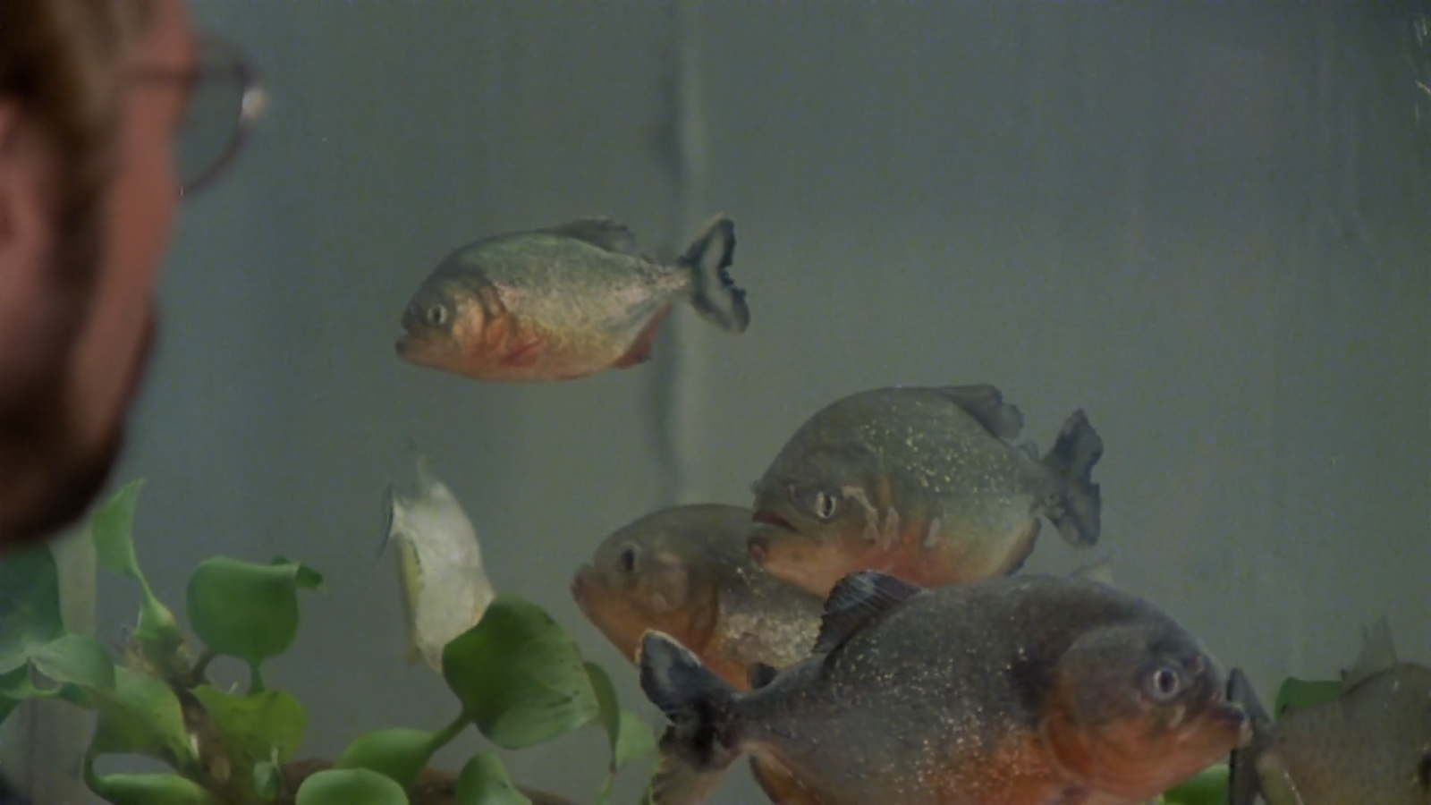 BliZZarraDas: Killer Fish (1979)