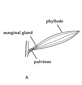 The Nature of Robertson: Daffodils "Tete-a-Tete" in flower (early) and ...