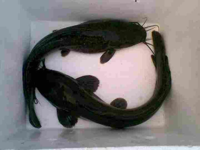 4 Jenis Ikan Lele Inilah Yang Paling Banyak Dibudidayakan. Kita Kupas ...