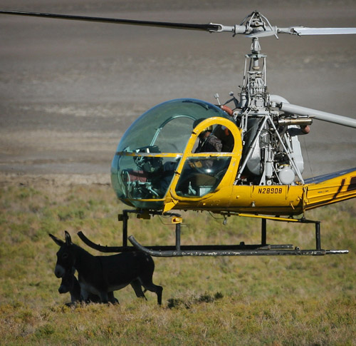 Save the Mustangs: Photos of BLM Roundups