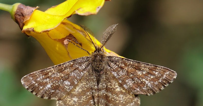 Raw Birds: COMMON HEATH MOTH (Ematurga atomaria) [Male] Lullymore West ...