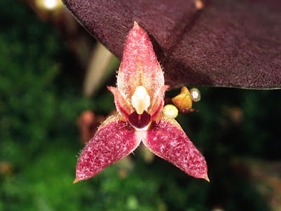 Anathallis funerea care and culture | Travaldo's blog