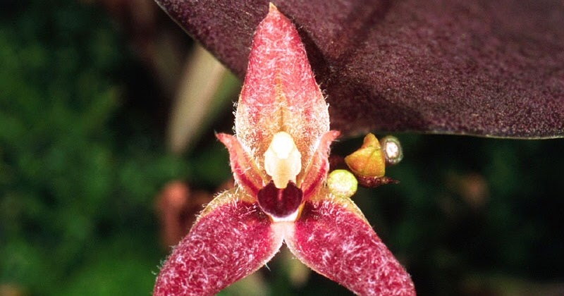 Anathallis funerea care and culture | Travaldo's blog