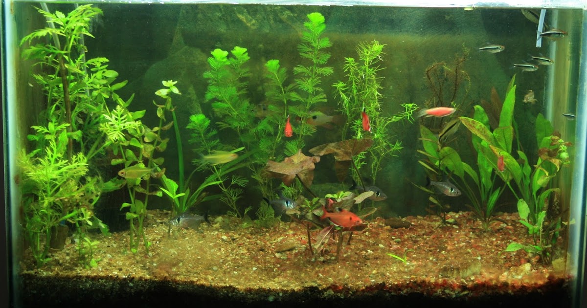 World of Aquahobby: How to choose your fish!