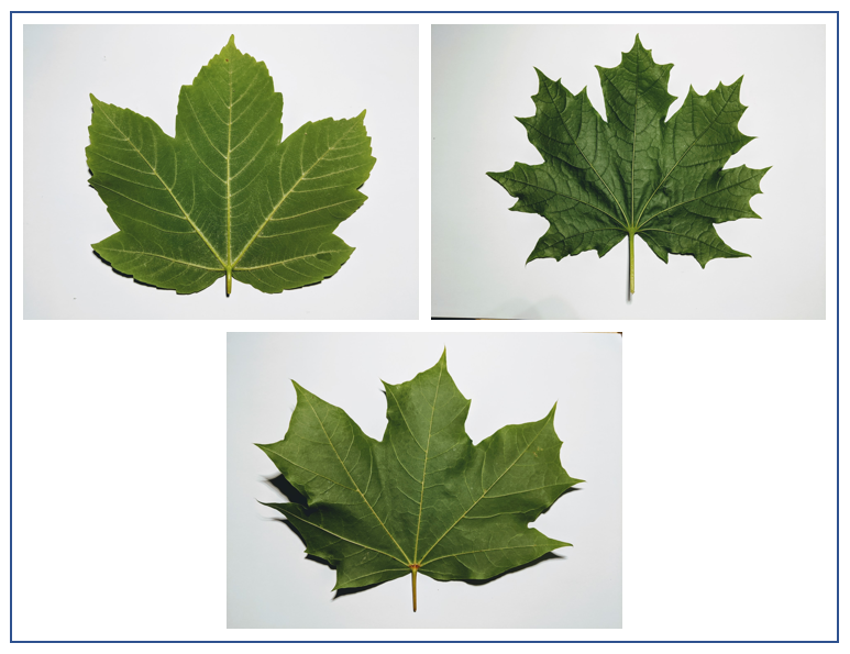 Plane simple - how to tell a sycamore, a Norway maple and a London ...