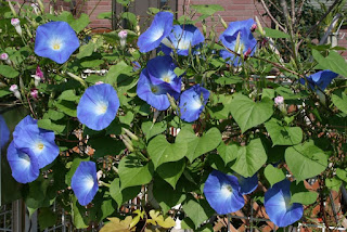 Kimono Seasonal Flowers, Motifs, and Colors: July |The Kimono Lady