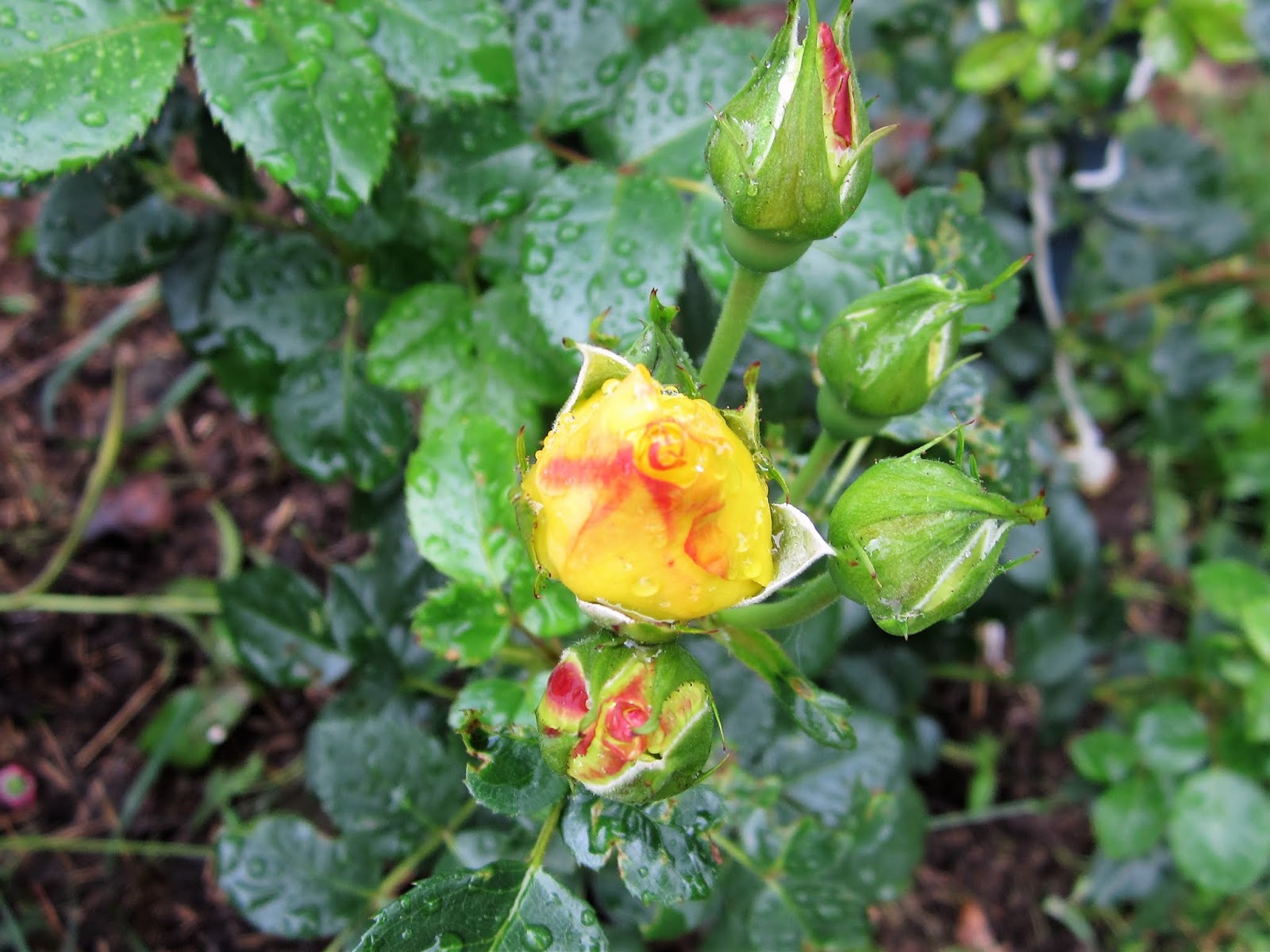 Manni tegemised: Roosid