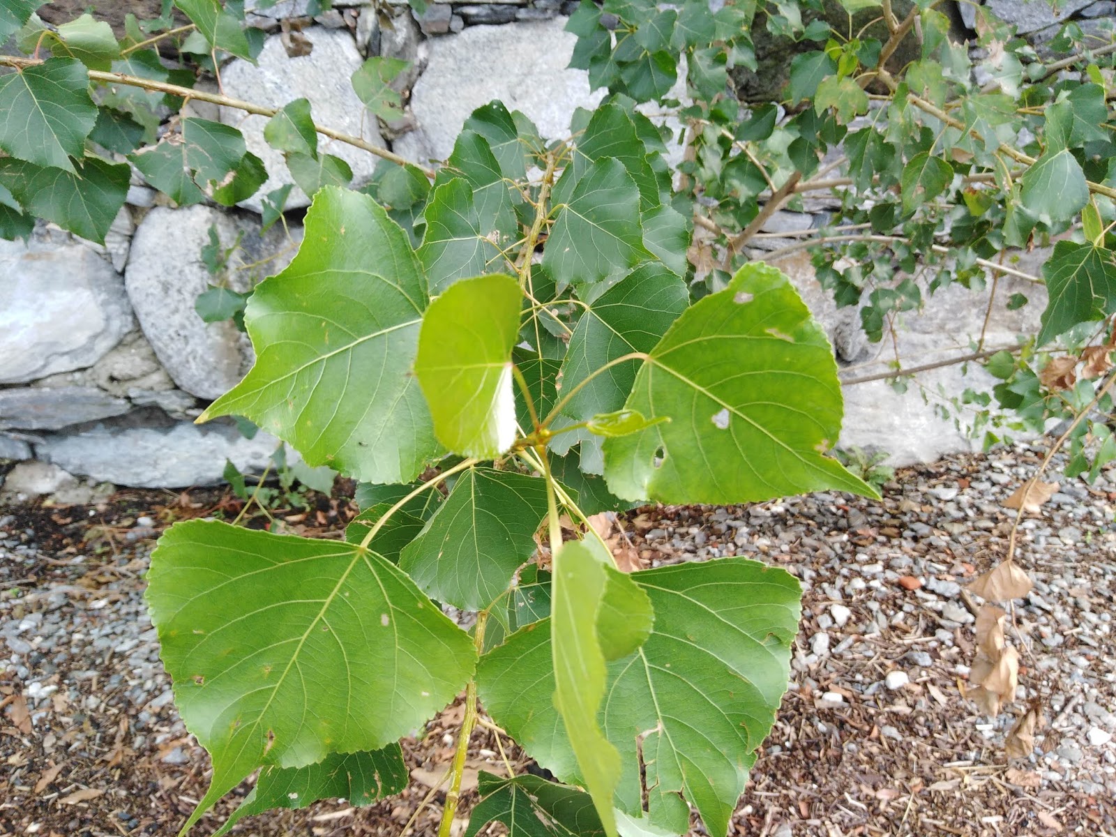 Pioppi - Populus nigra, Populus alba e Populus tremula a Confronto | Il ...