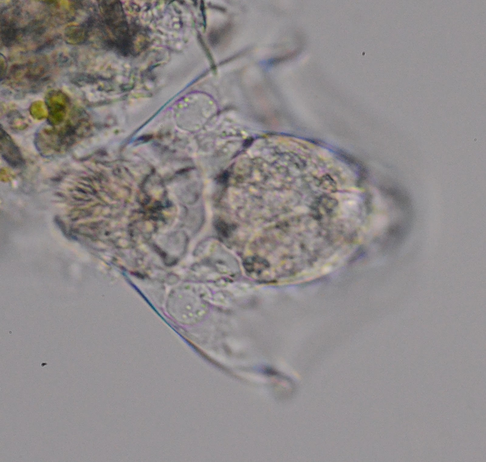 The Biology Refugia: Ray the Rotifer!