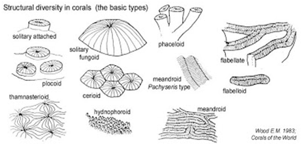 Deskripsi tentang Terumbu karang | Science Media
