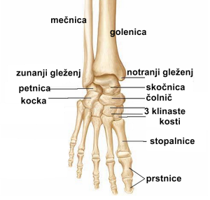 Kosti: kosti rok in nog
