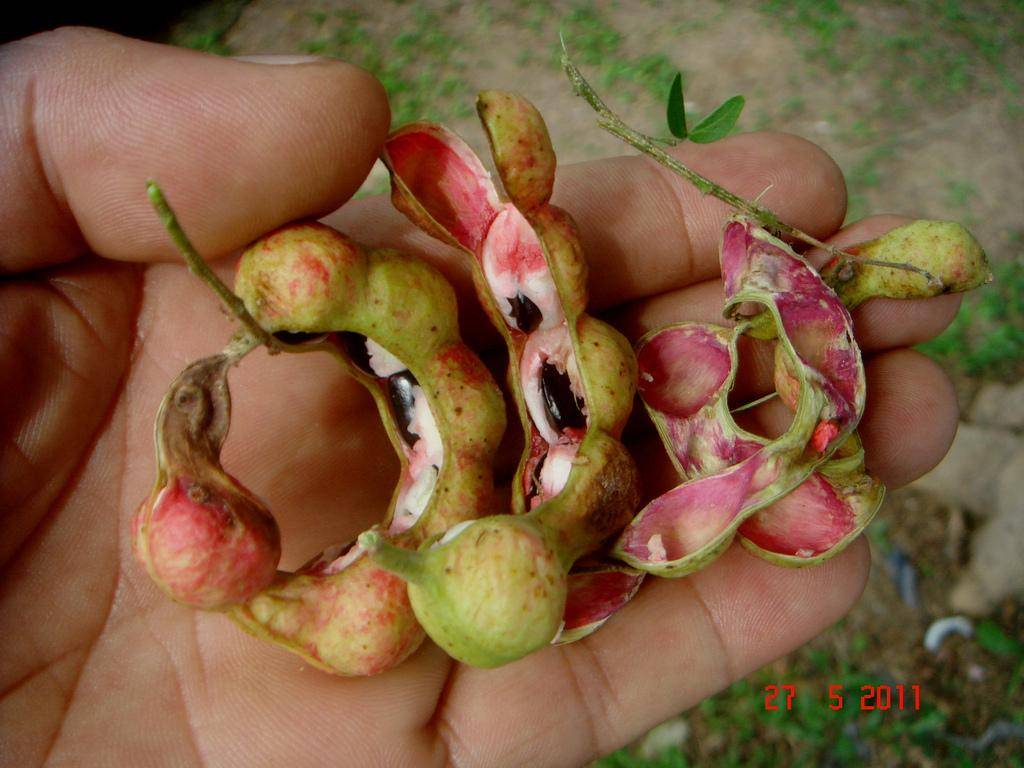 Raghu's column!: "Cheema Chintakayalu"