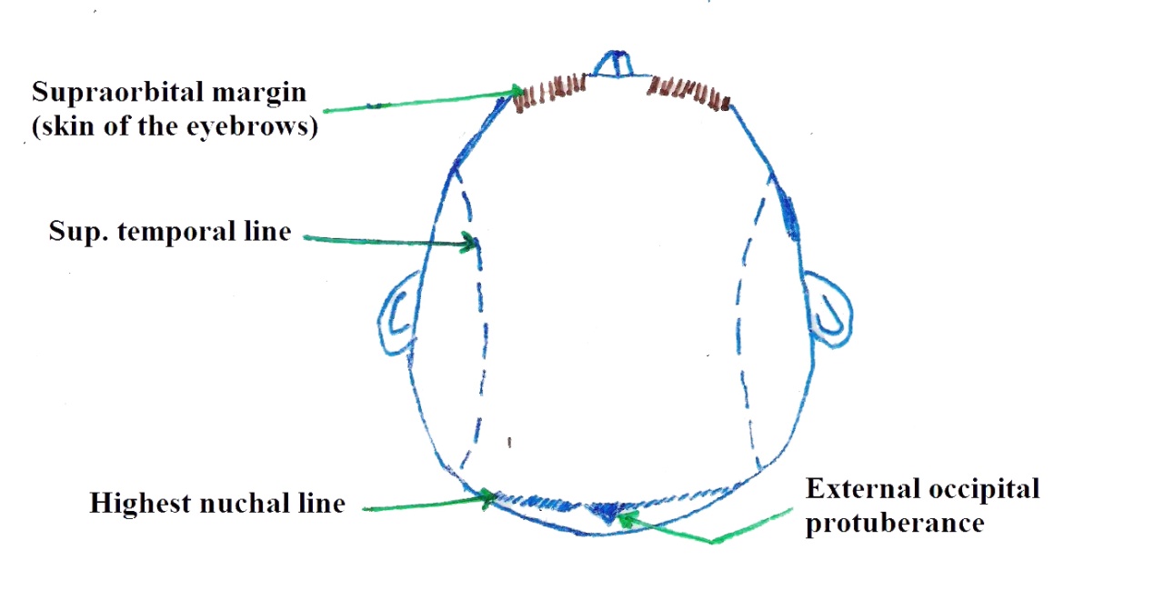 scalp anatomy l General human anatomy revision for dental students ...