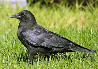 Me, Boomer and The Vermilon River: Scenes Of the Upper River, Blue Jays ...