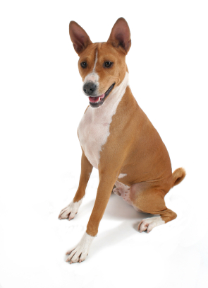 Dog Cute Dog: How to Get Your Basenji Puppy to Stop Biting
