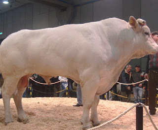 Chianina ~ RAZAS PRODUCTORAS DE CARNE