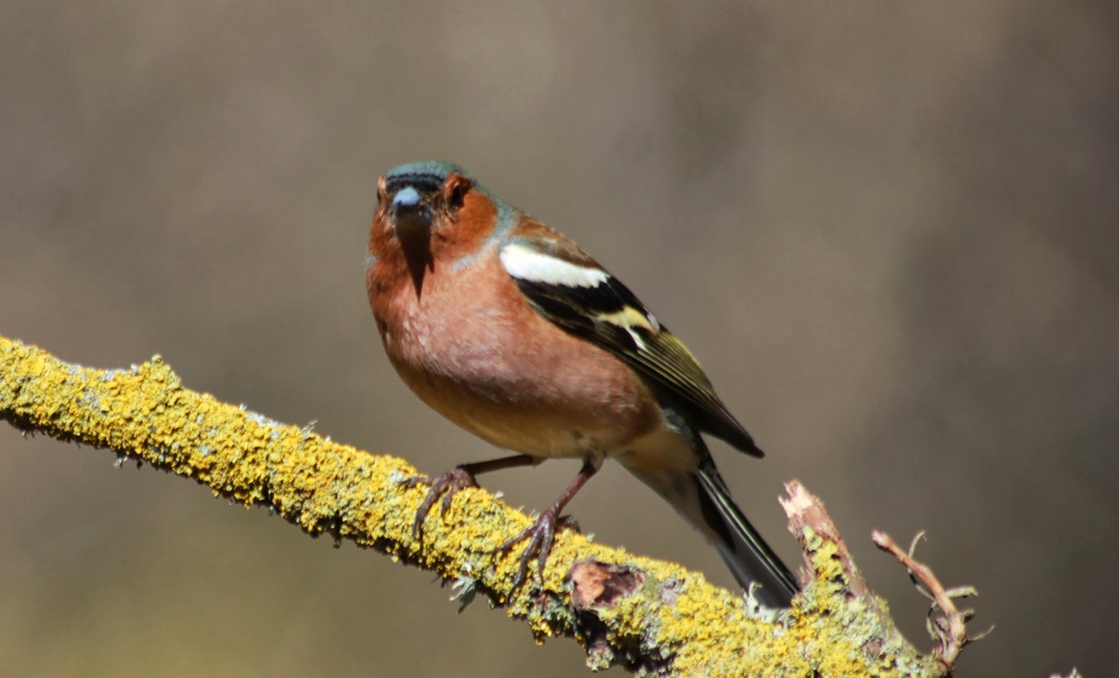 NATURAMETEO, majulada: Pinzón vulgar