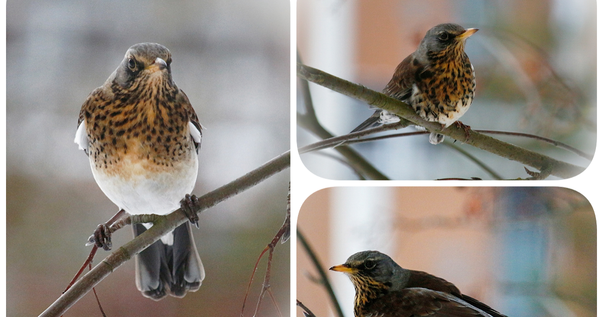 Joulukuun lintukuvat 3