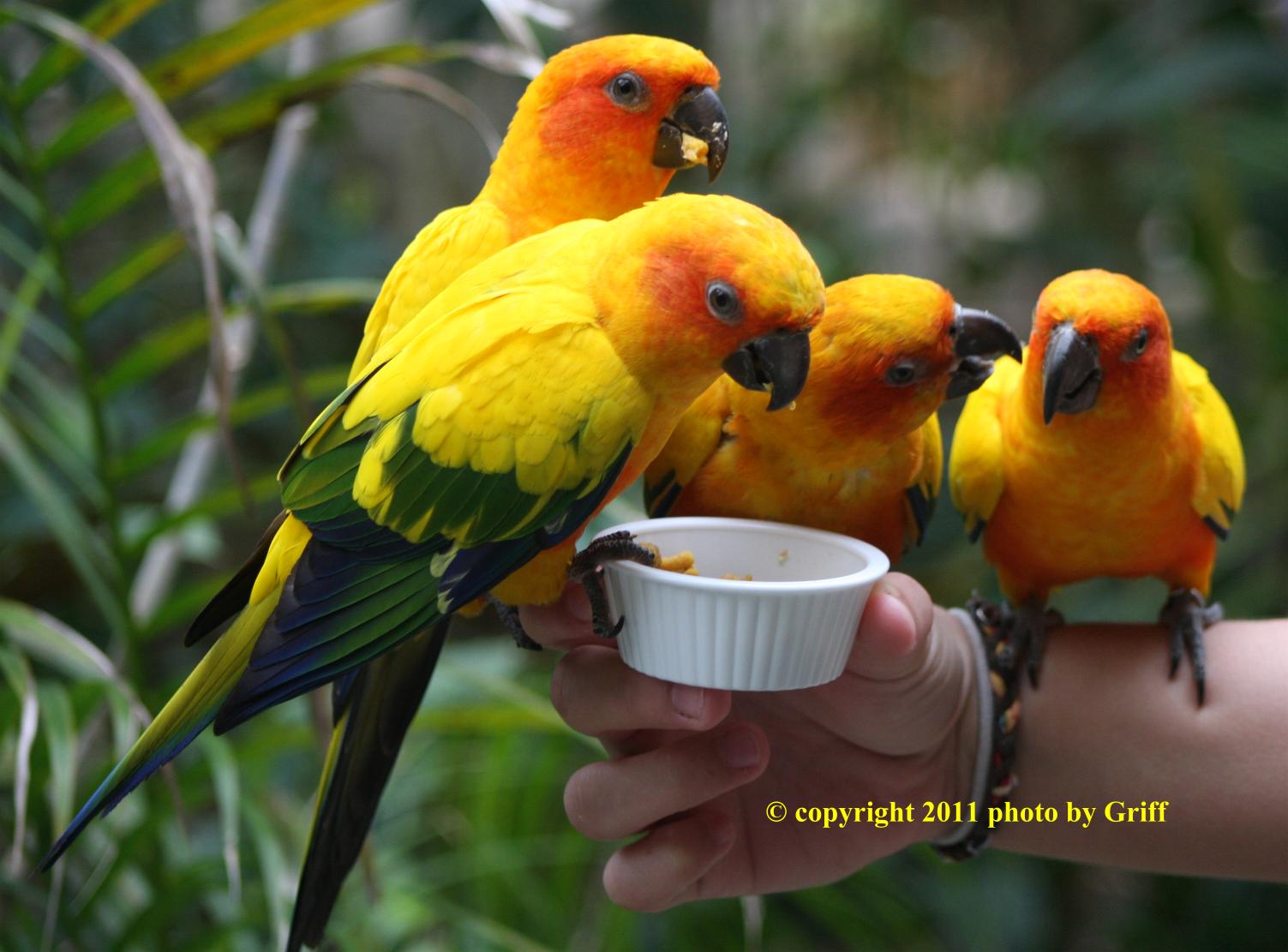 Griff's Bird Photos: Parakeet (Sun Conure)