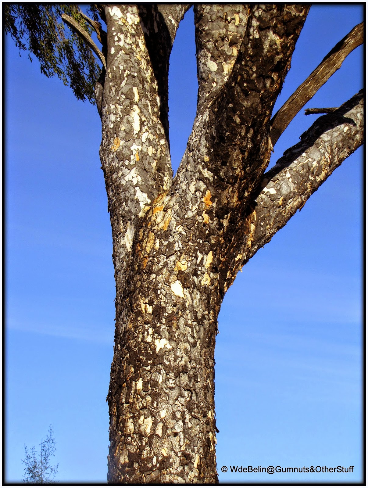 Flora Friday in Oz: Wilpena Pound and plants of the Strzelecki Desert Area.