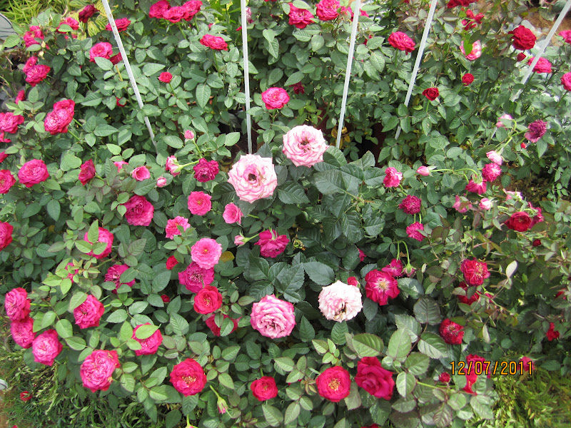 SAJE SUKA-SUKA: Layan bunga Ros pulak ya