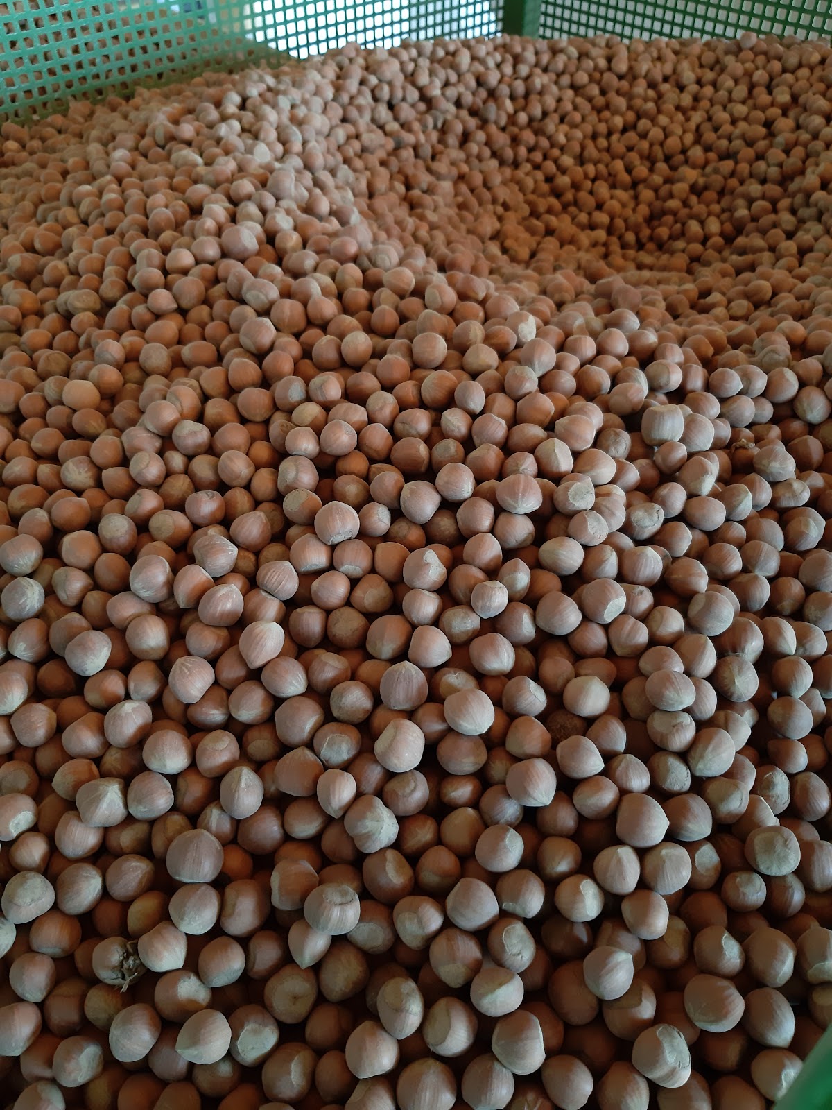 LA NOCCIOLA PIEMONTE IGP