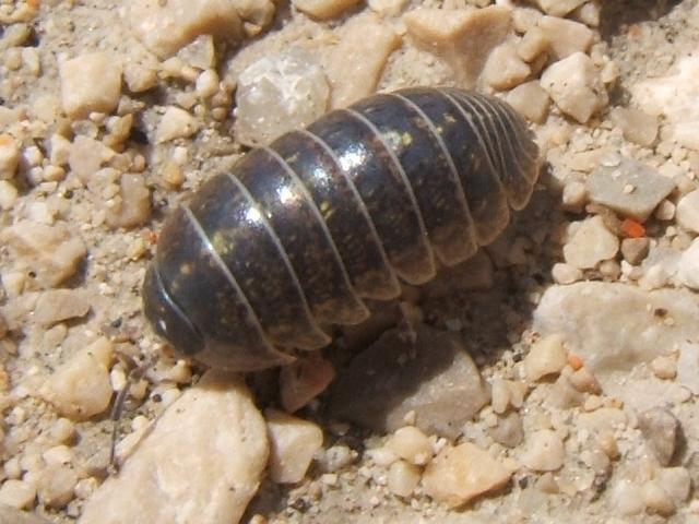 Cochinilla (Dactylopius coccus)