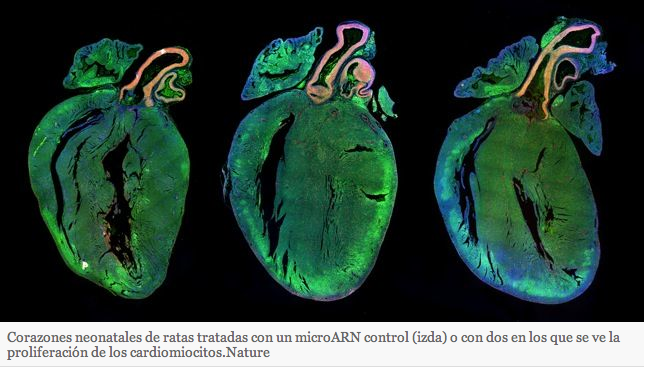 BLOG CMC LUIS WANG.: Identifican dónde nacen las nuevas células cardiacas
