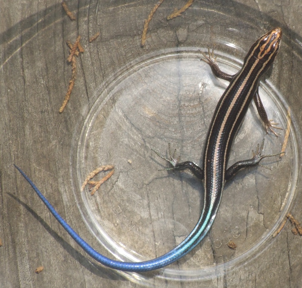 Springfield Plateau: Tale of a Skink