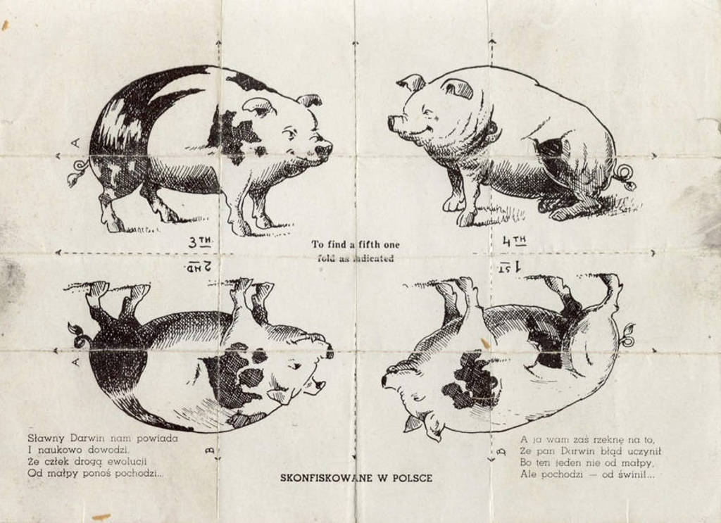 Encuentra el quinto cerdo | EL CAJÓN DE GRISOM