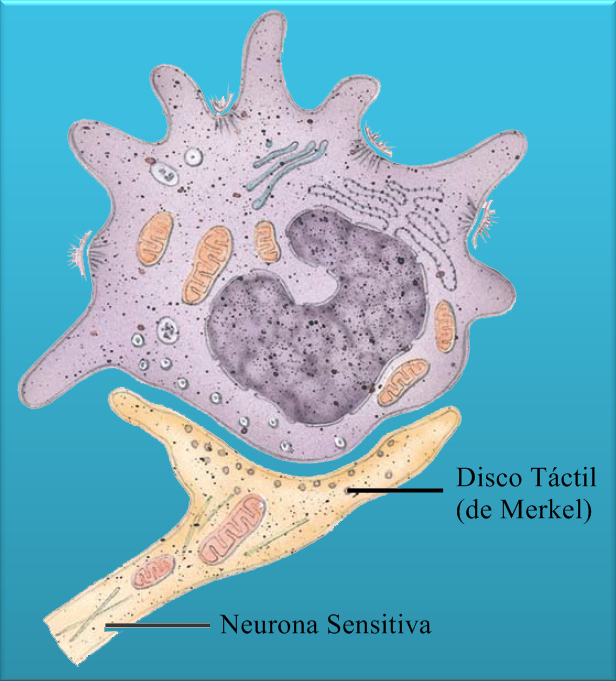Capas de la Piel ~ Biopsicosalud