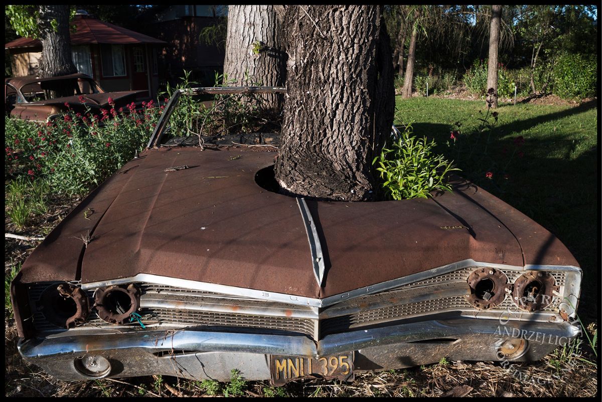 22 Amazing Photographs of Trees Growing Through Classic Cars ~ Vintage ...