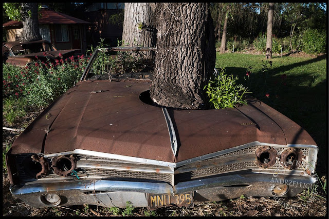 22 Amazing Photographs of Trees Growing Through Classic Cars ~ Vintage ...