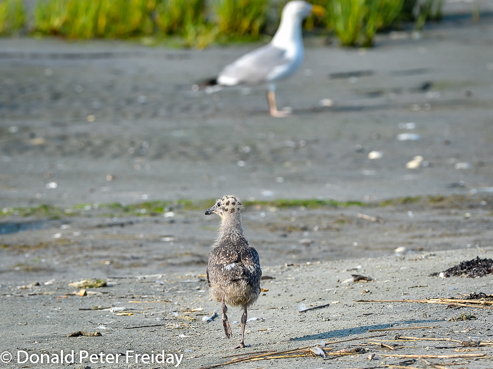 The Freiday Bird Blog: Fri-D: Of Gulls and Bird Age-speak