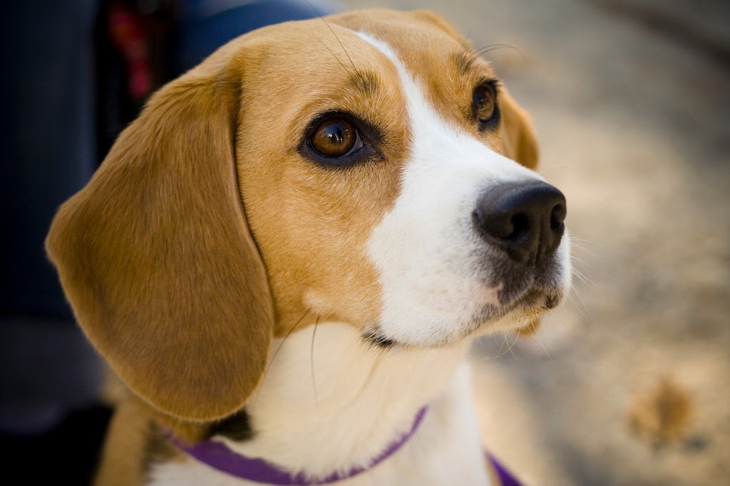Beagle | WIKI PERROS