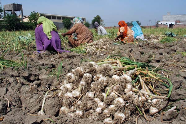 Vegetable Machinery & Fruit Machines: Indian Onion&Garlic Processing