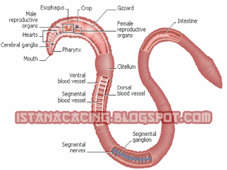 ISTANA CACING: Cacing tanah atau Lumbricus terrestris